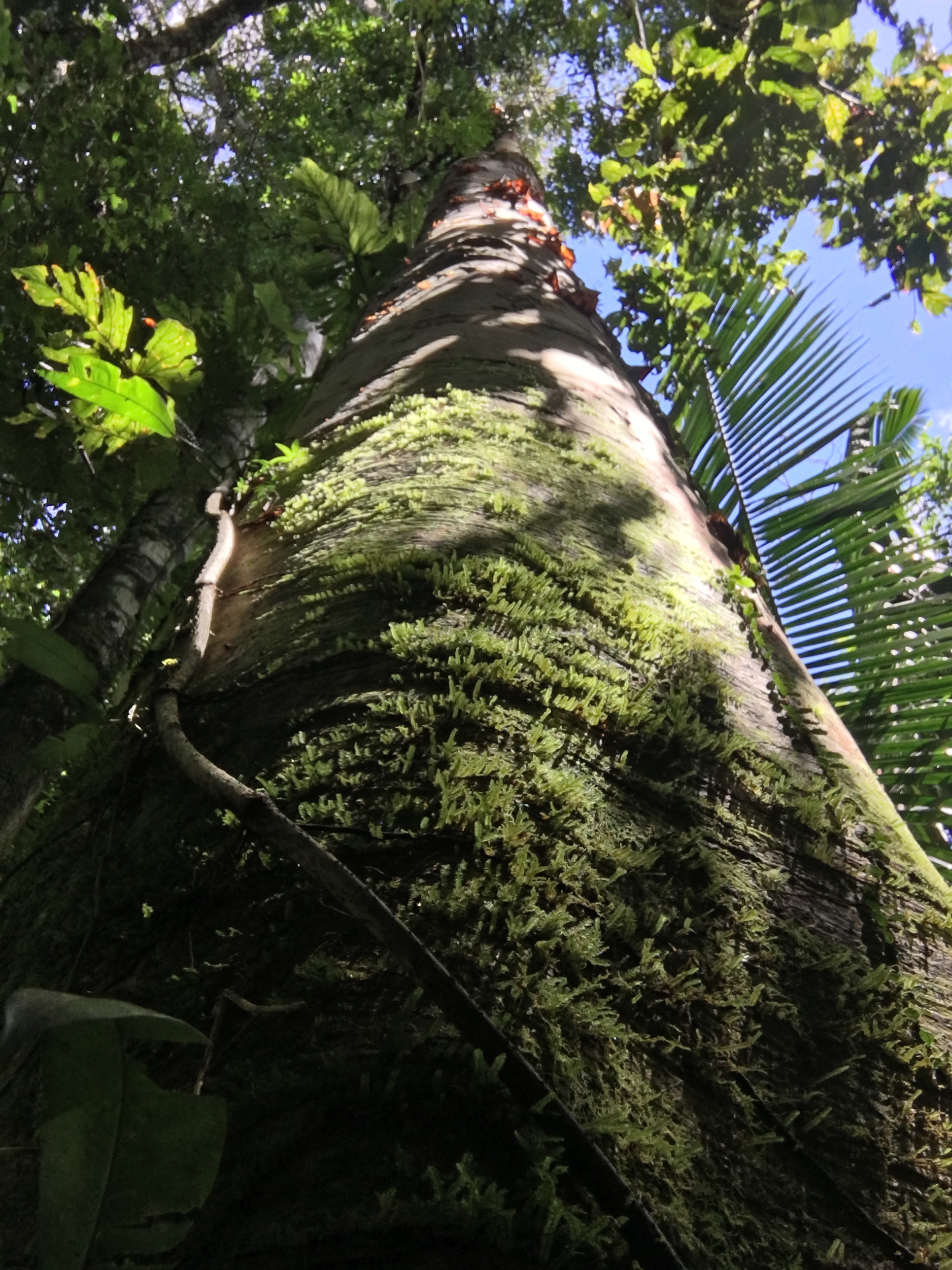 TreeSisters journey to a Billion Trees – Wellness Wisdom Stories